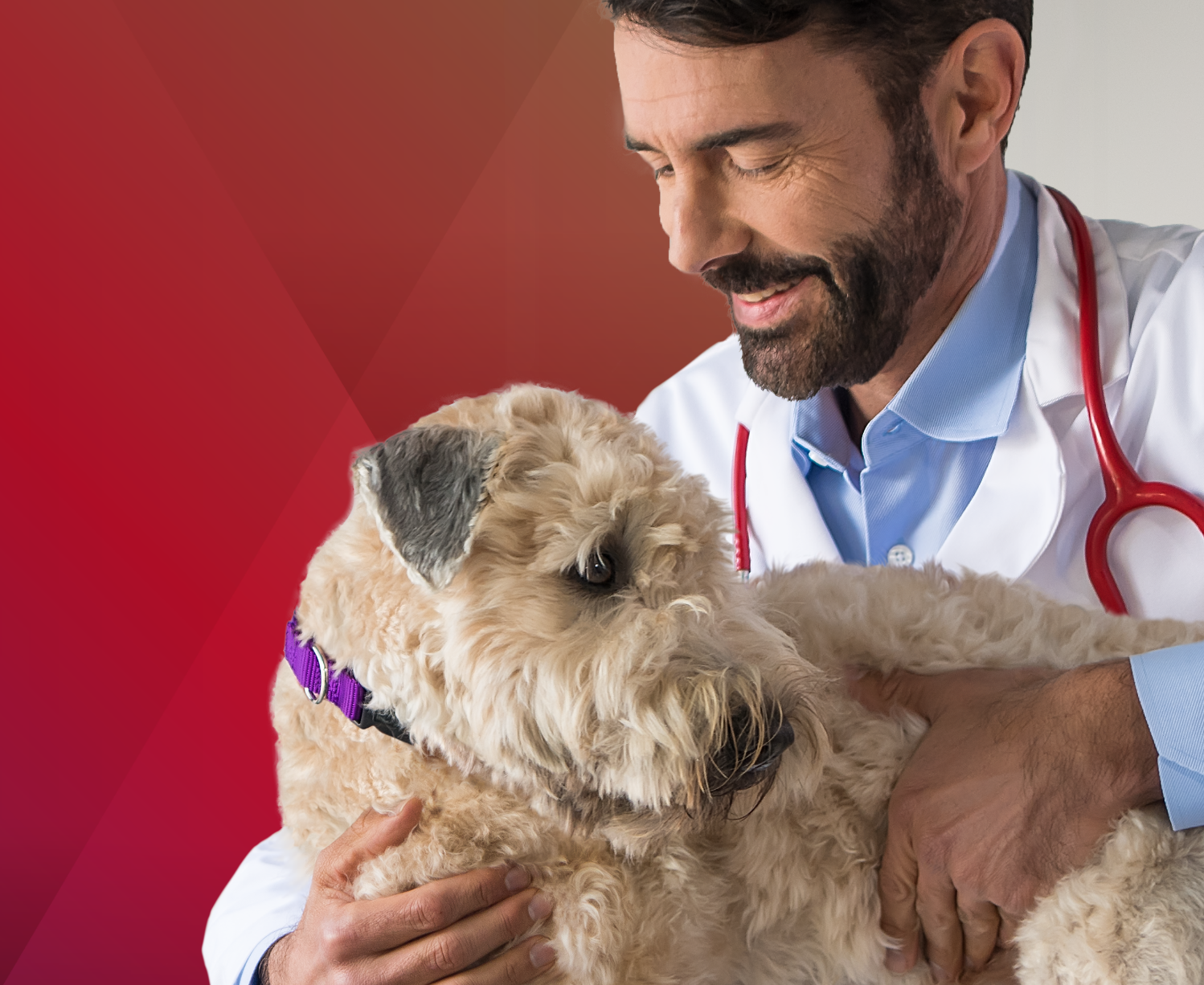 Continuous Flea and Tick Protection for Dogs