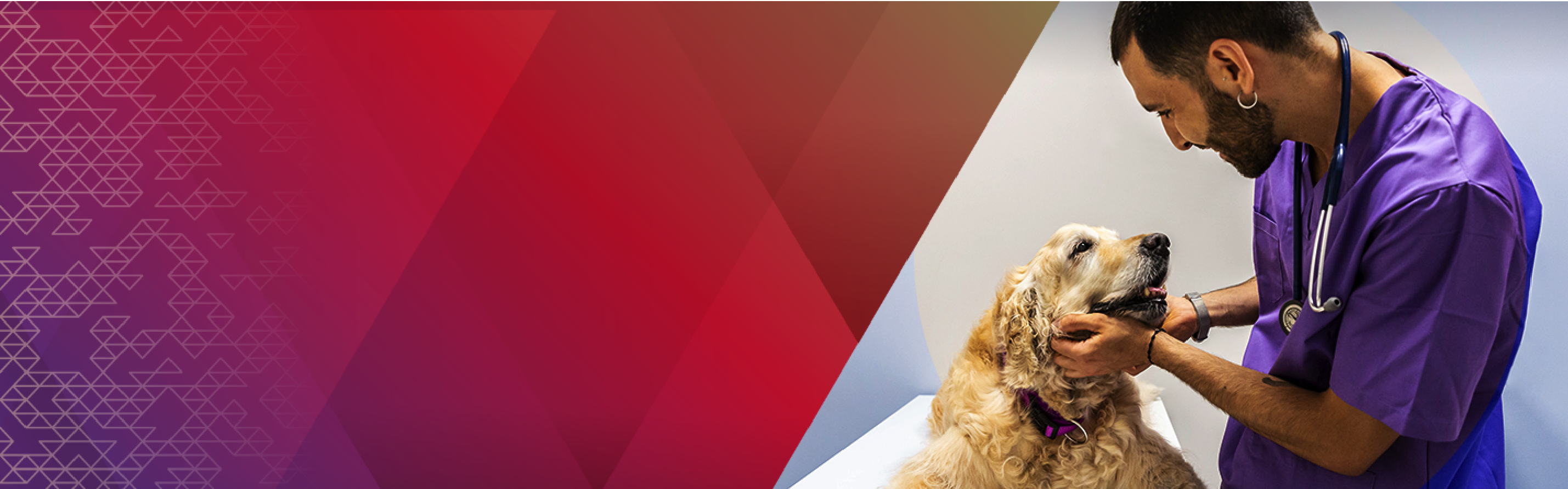 UK Bravecto family website home page - Bravecto Global UK