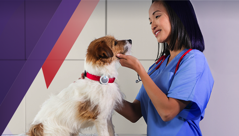 UK Bravecto family website home page - Bravecto Global UK