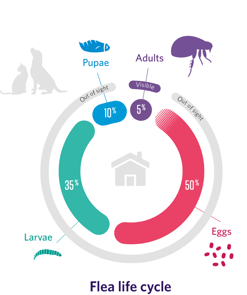 Discover the flea and tick solution for dogs